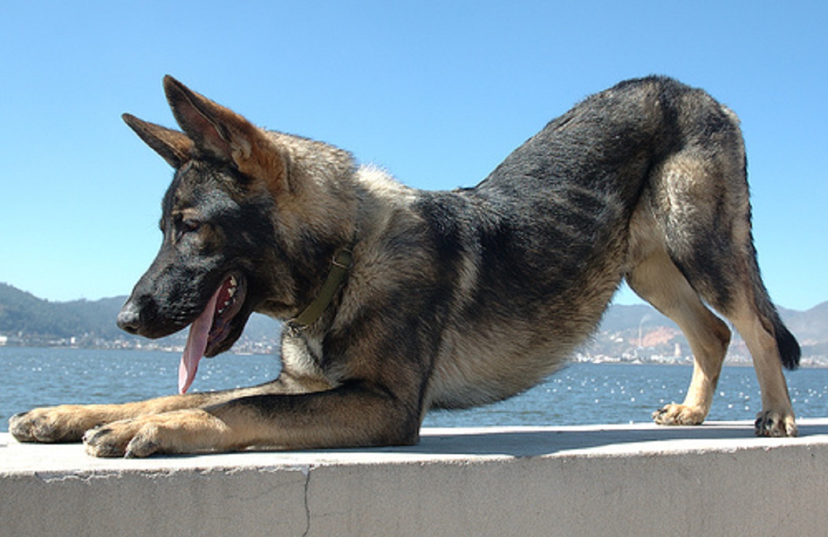 17 Rare And Remarkable Wolf Dogs: Breeds You've Got To Know!