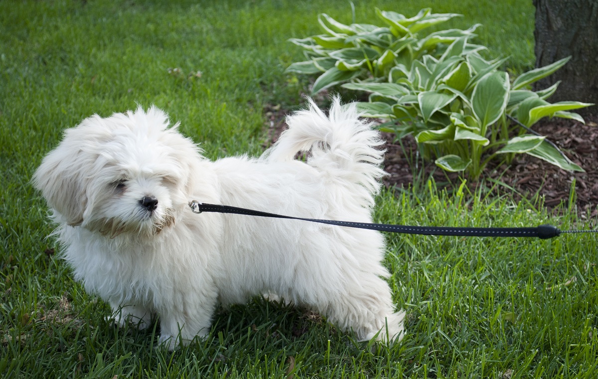 19 Asian Dog Breeds - Celebrating Canine Treasures Of The East