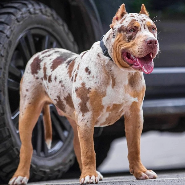 Merle Pitbull