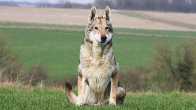 17 Rare And Remarkable Wolf Dogs: Breeds You've Got To Know!