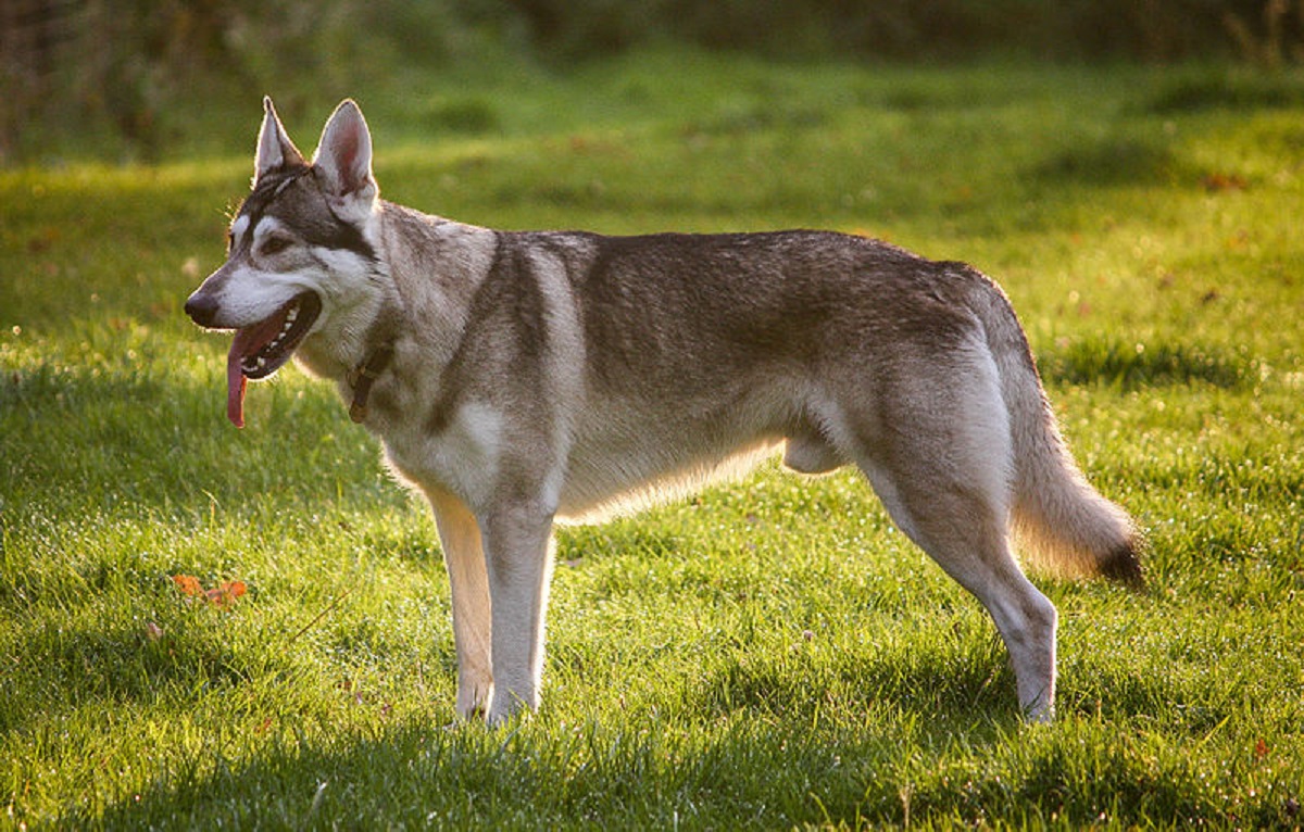 17 Rare And Remarkable Wolf Dogs: Breeds You've Got To Know!