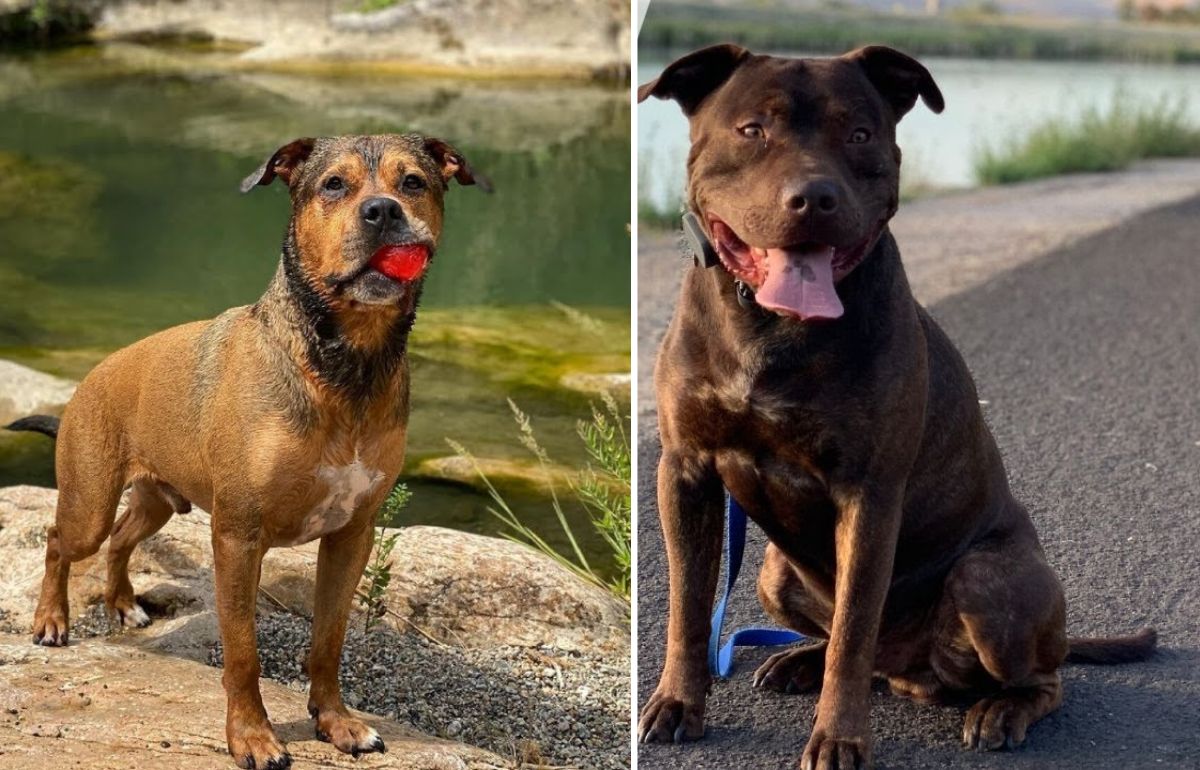 29 Pitbull Mixed Breeds (With Pictures)