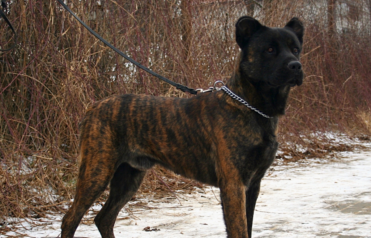 Top 19 Livestock Guardian Breeds - Nature's True Protectors!