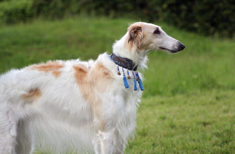 Top 15 Strange & Weird Dog Breeds That You've Never Heard Of