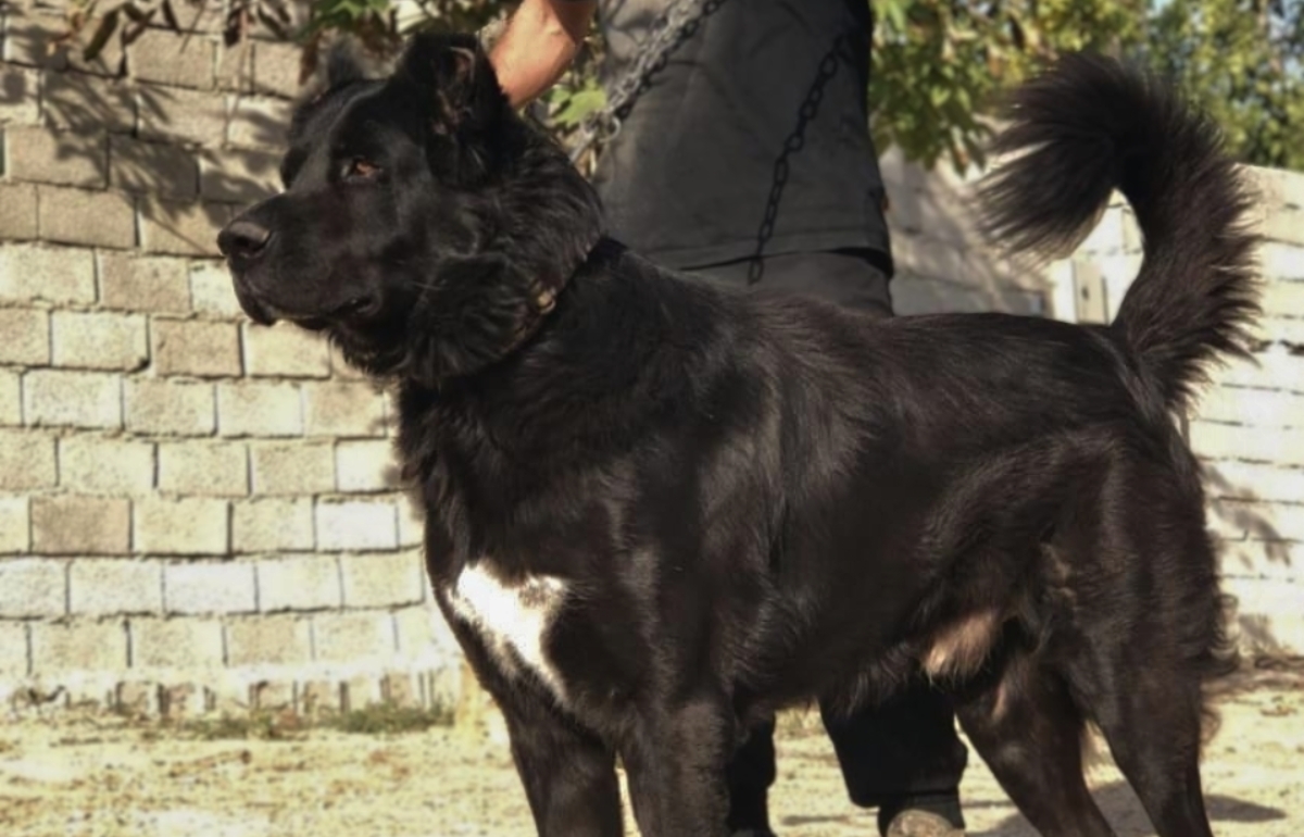 Top 19 Livestock Guardian Breeds - Nature's True Protectors!