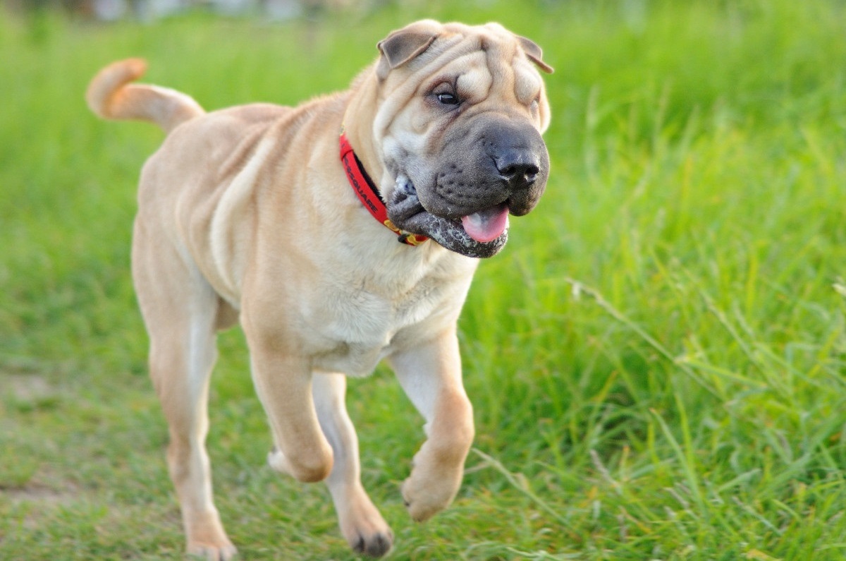 19 Asian Dog Breeds - Celebrating Canine Treasures Of The East