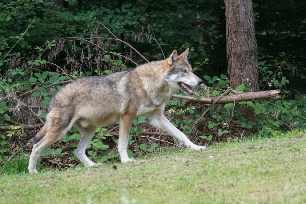 17 Rare And Remarkable Wolf Dogs: Breeds You've Got To Know!