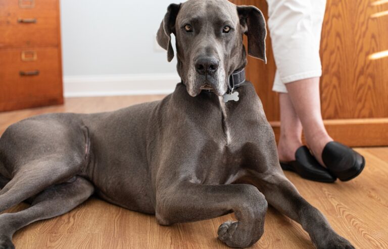 The 15 Most Dangerous Dog Breeds In 2024