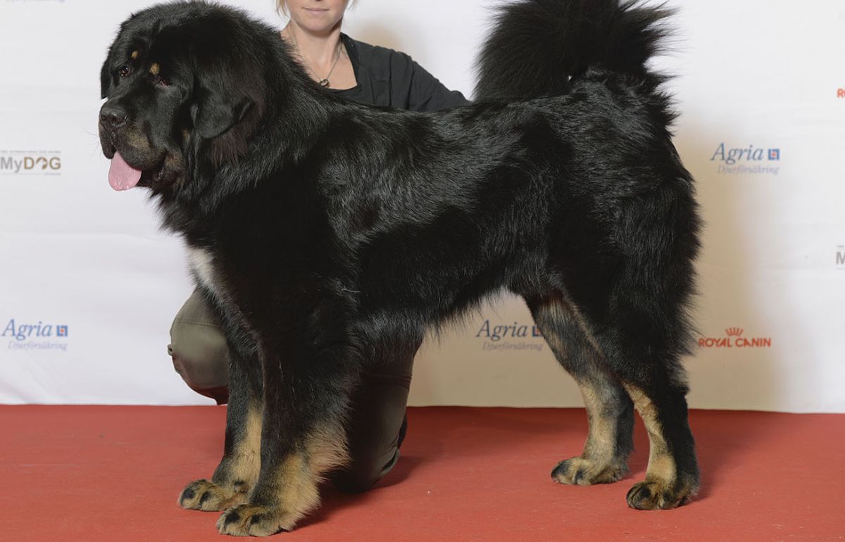 16 Big Fluffy Dog Breeds: You Can't Resist Cuddling These Fluffballs