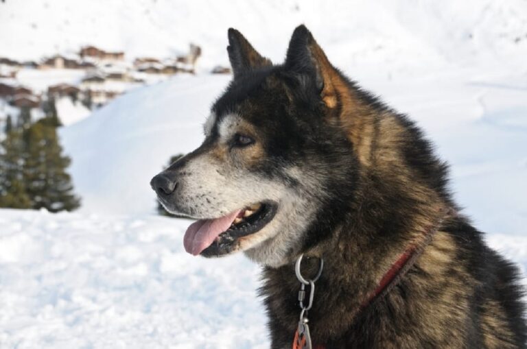 17 Rare And Remarkable Wolf Dogs: Breeds You've Got To Know!