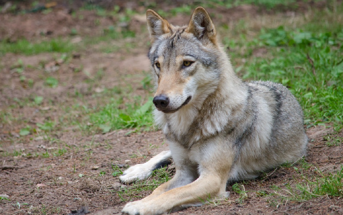 Surprising Facts About Dogs Every Canine Lover Must Know!!