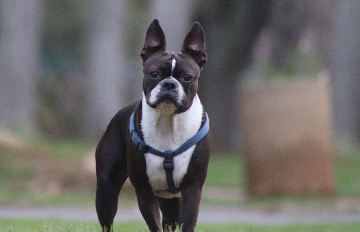 The Magic Of Cute Dog Breeds That Bring Pure Joy To Our Lives