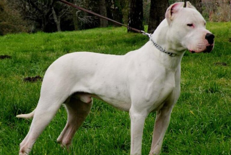 Top 15 Most Aggressive Dog Breeds Of 2024 - Myth Or Reality?