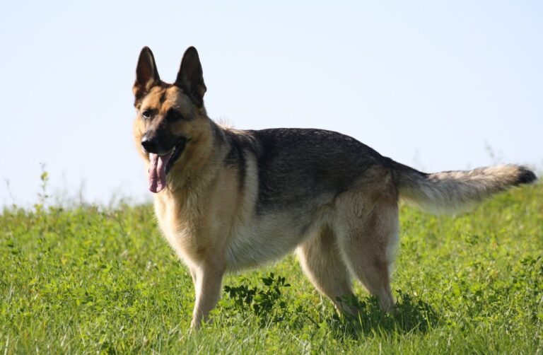 Top 15 Most Aggressive Dog Breeds Of 2024 - Myth Or Reality?