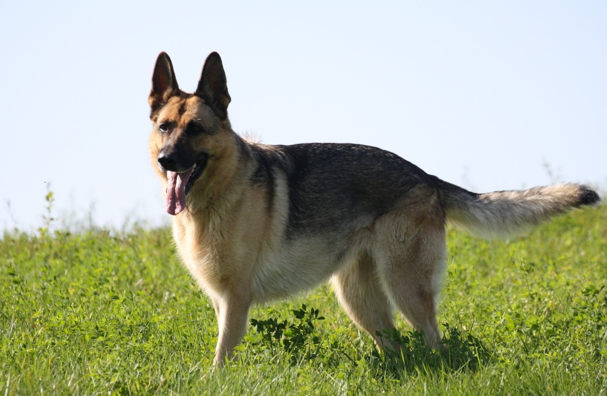 Top 15 Most Aggressive Dog Breeds Of 2024 - Myth Or Reality?