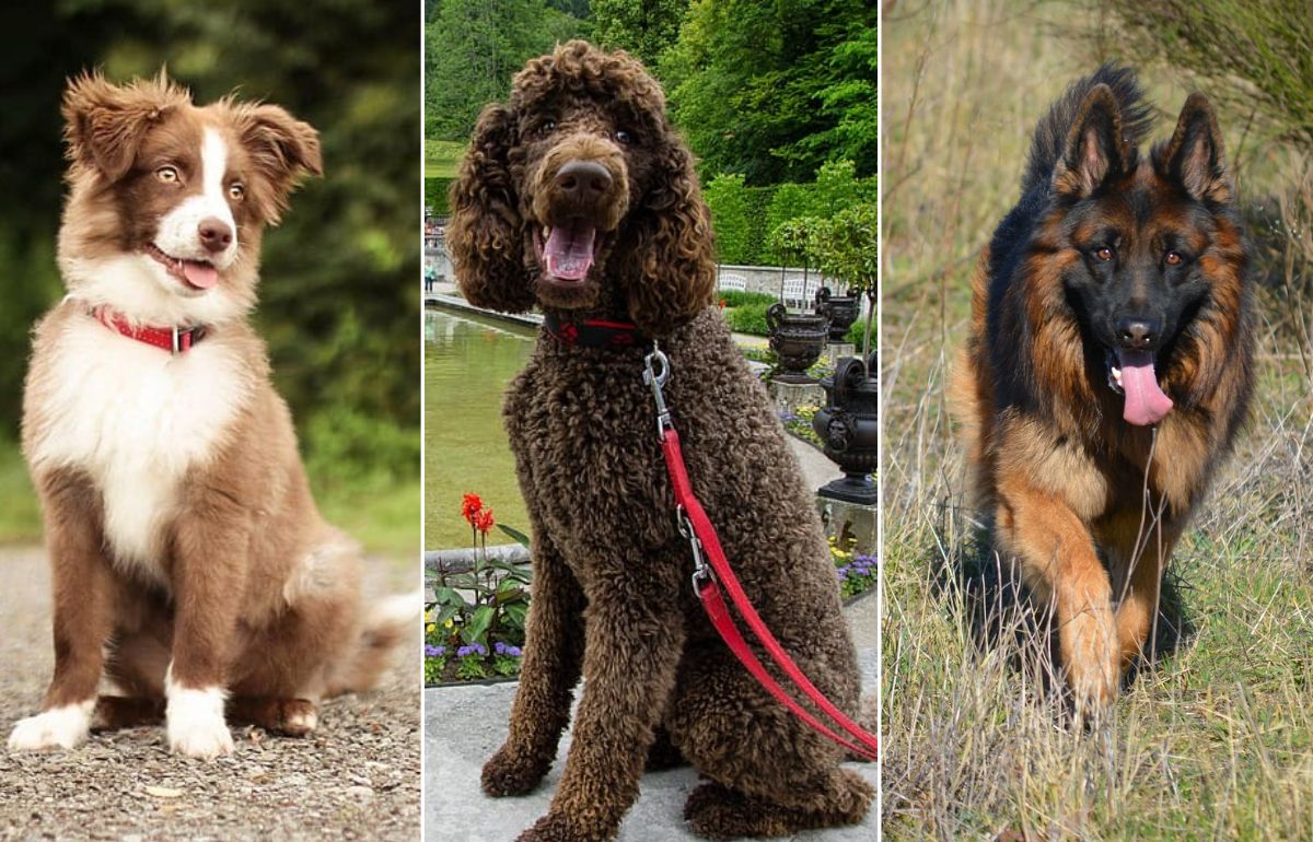 Surprising Facts About Dogs Every Canine Lover Must Know!!