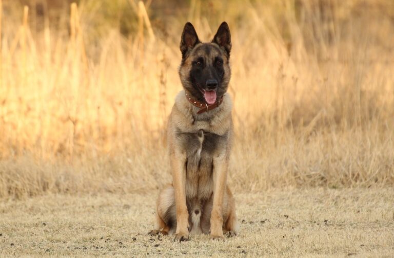 Top 15 Military Breeds Serving Nations: Unsung Canine Heroes