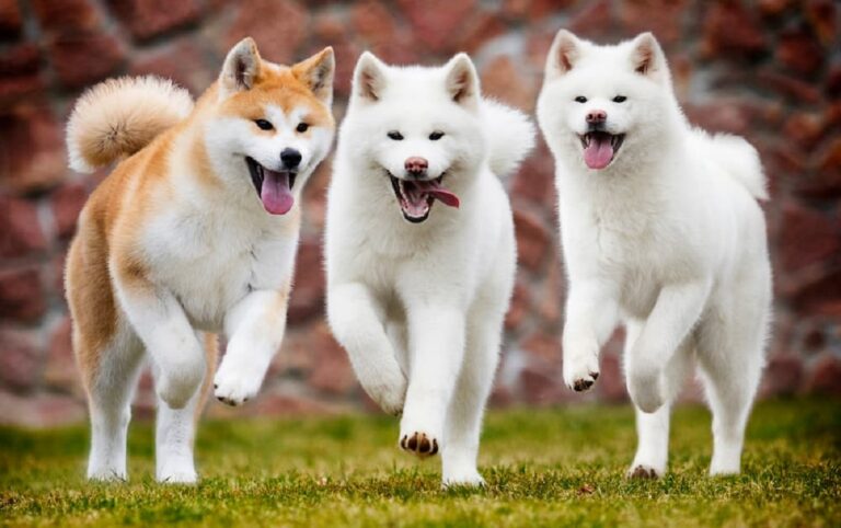 19 Asian Dog Breeds - Celebrating Canine Treasures Of The East