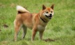 19 Asian Dog Breeds - Celebrating Canine Treasures Of The East