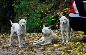 19 Asian Dog Breeds - Celebrating Canine Treasures Of The East