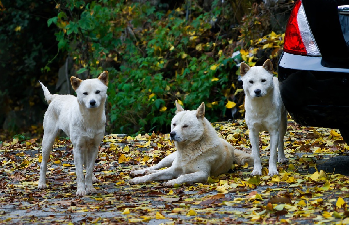 19 Asian Dog Breeds - Celebrating Canine Treasures Of The East