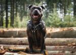Top 15 Military Breeds Serving Nations: Unsung Canine Heroes