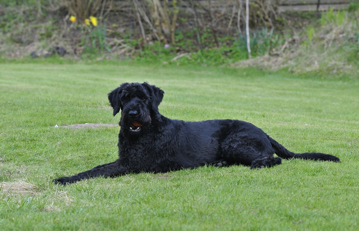 Top 15 Military Breeds Serving Nations: Unsung Canine Heroes