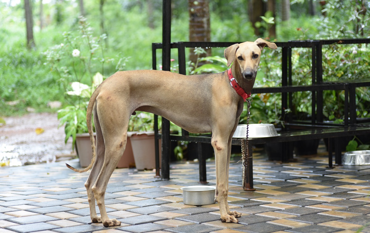 19 Asian Dog Breeds - Celebrating Canine Treasures Of The East