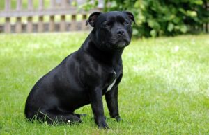 28 Black Dog Breeds That'll Steal Your Heart With Every Bark