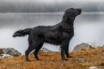 28 Black Dog Breeds That'll Steal Your Heart With Every Bark