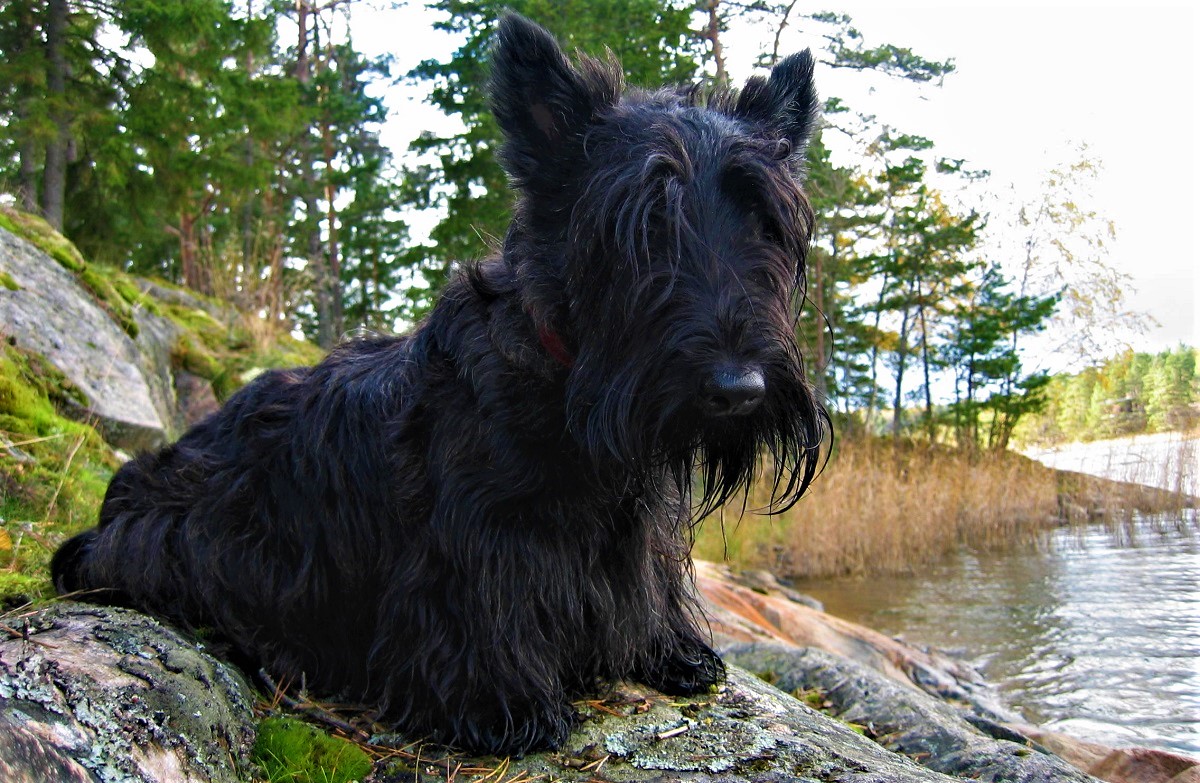 28 Black Dog Breeds That'll Steal Your Heart With Every Bark