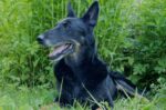 28 Black Dog Breeds That'll Steal Your Heart With Every Bark