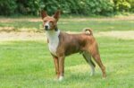 13 Best Brindle Dog Breeds