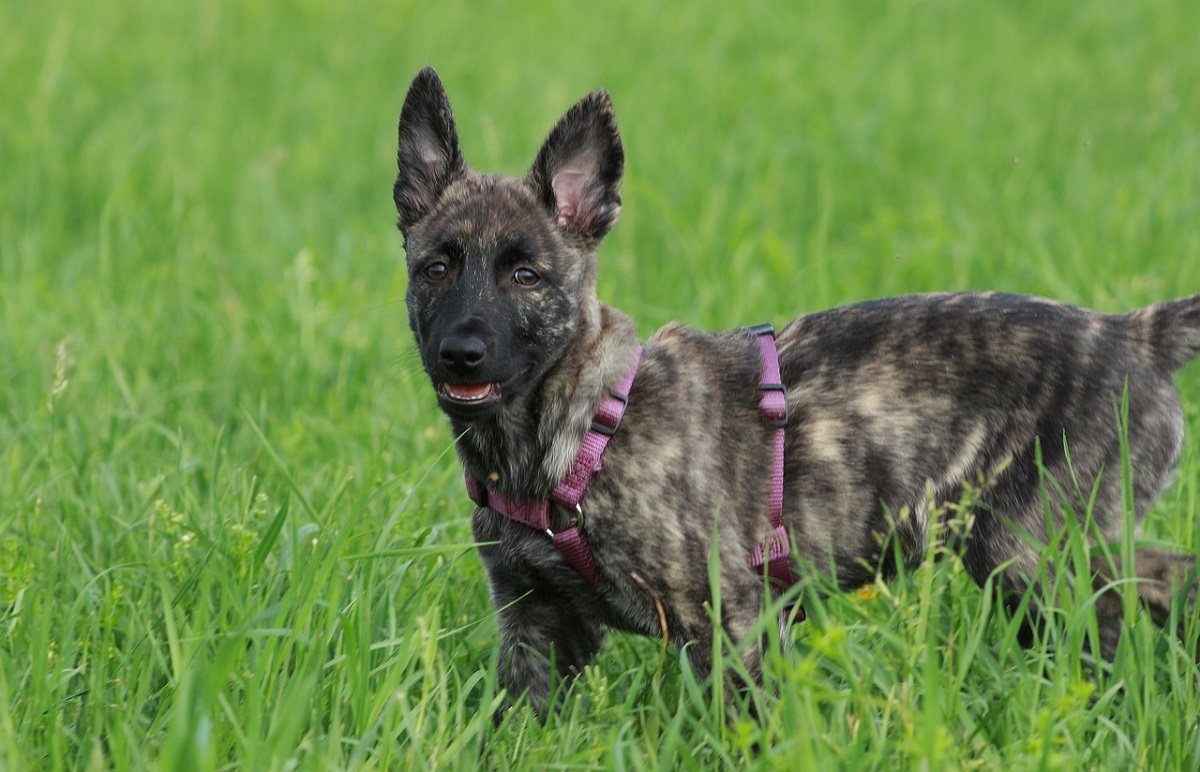 13 Best Brindle Dog Breeds