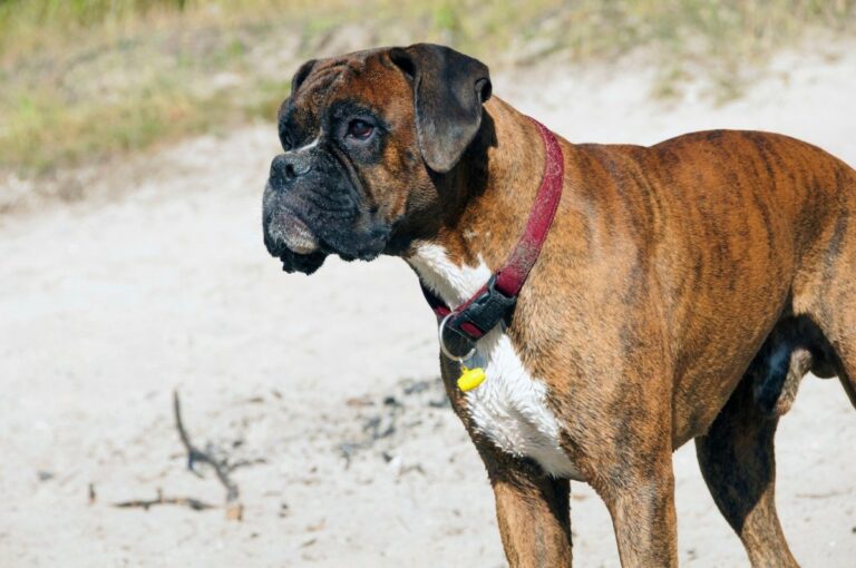 13 Best Brindle Dog Breeds
