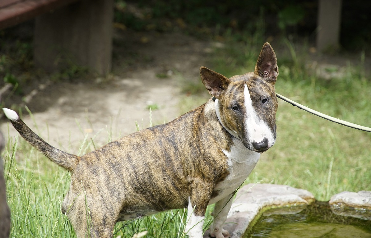 13 Best Brindle Dog Breeds - Tededer.com