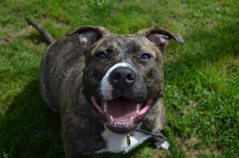 400 Pit Bull Names: From Strong To Sweet, We've Got Them All