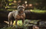 13 Best Brindle Dog Breeds