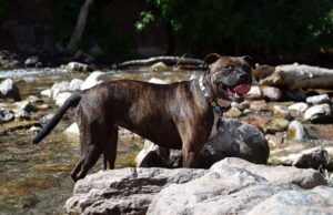 13 Best Brindle Dog Breeds