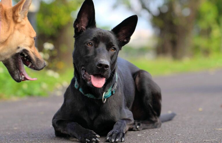 13 Adorable Chinese Dog Breeds That Capture Hearts At Home!