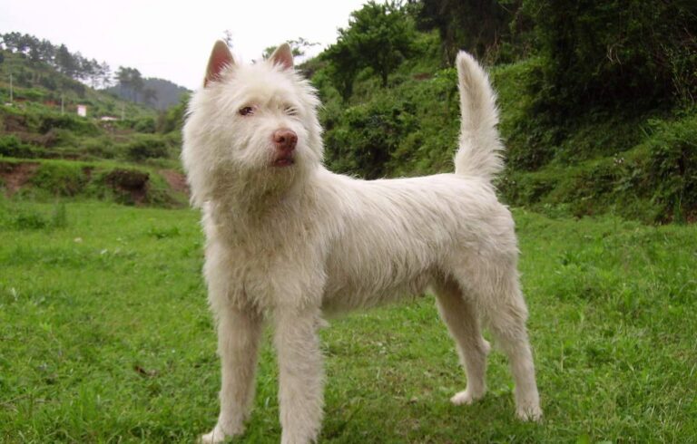 13 Adorable Chinese Dog Breeds That Capture Hearts At Home!