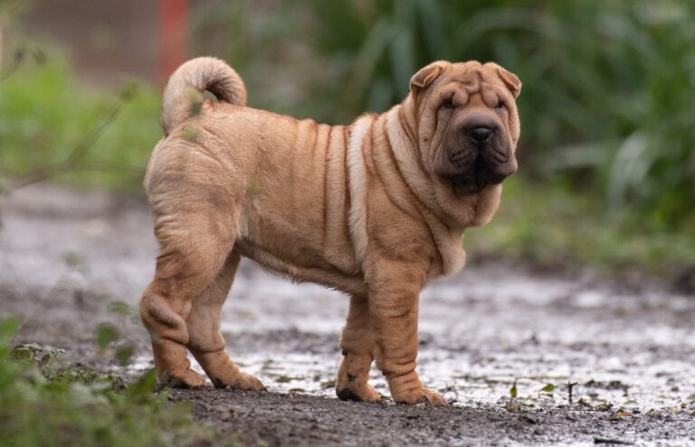 13 Adorable Chinese Dog Breeds That Capture Hearts At Home!