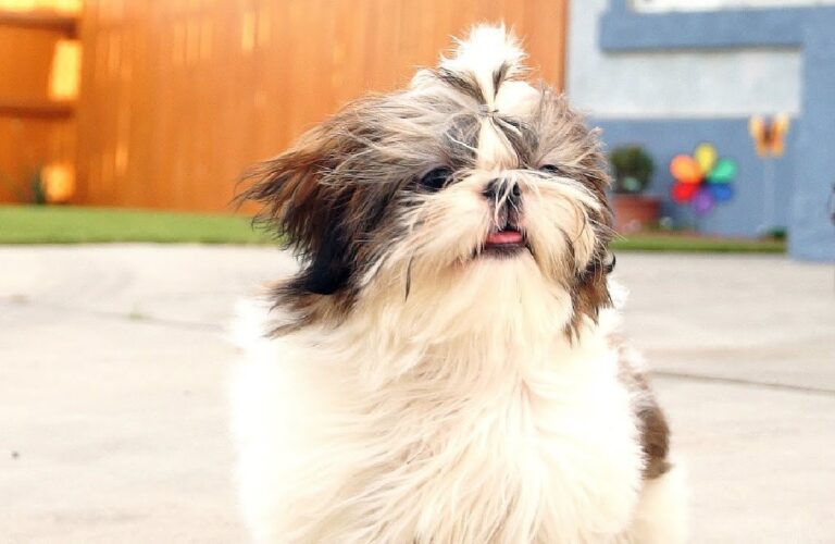 13 Adorable Chinese Dog Breeds That Capture Hearts At Home!