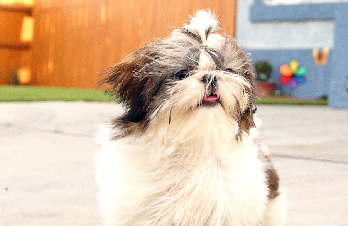 13 Adorable Chinese Dog Breeds That Capture Hearts At Home!