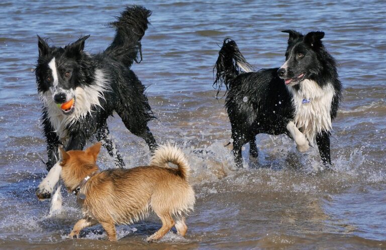 Surprising Facts About Dogs Every Canine Lover Must Know!!
