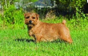 19 Ravishing Red Dog Breeds - That Stand Out In The Crowd!!