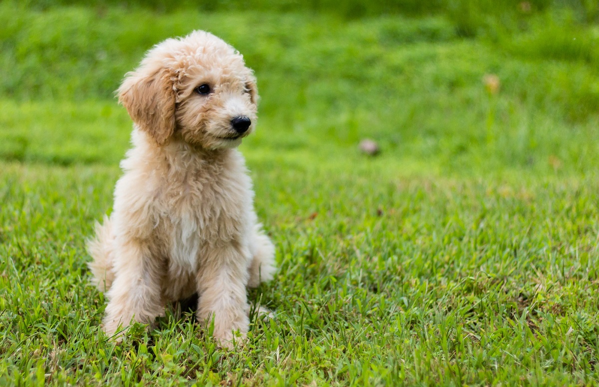 The Magic Of Cute Dog Breeds That Bring Pure Joy To Our Lives