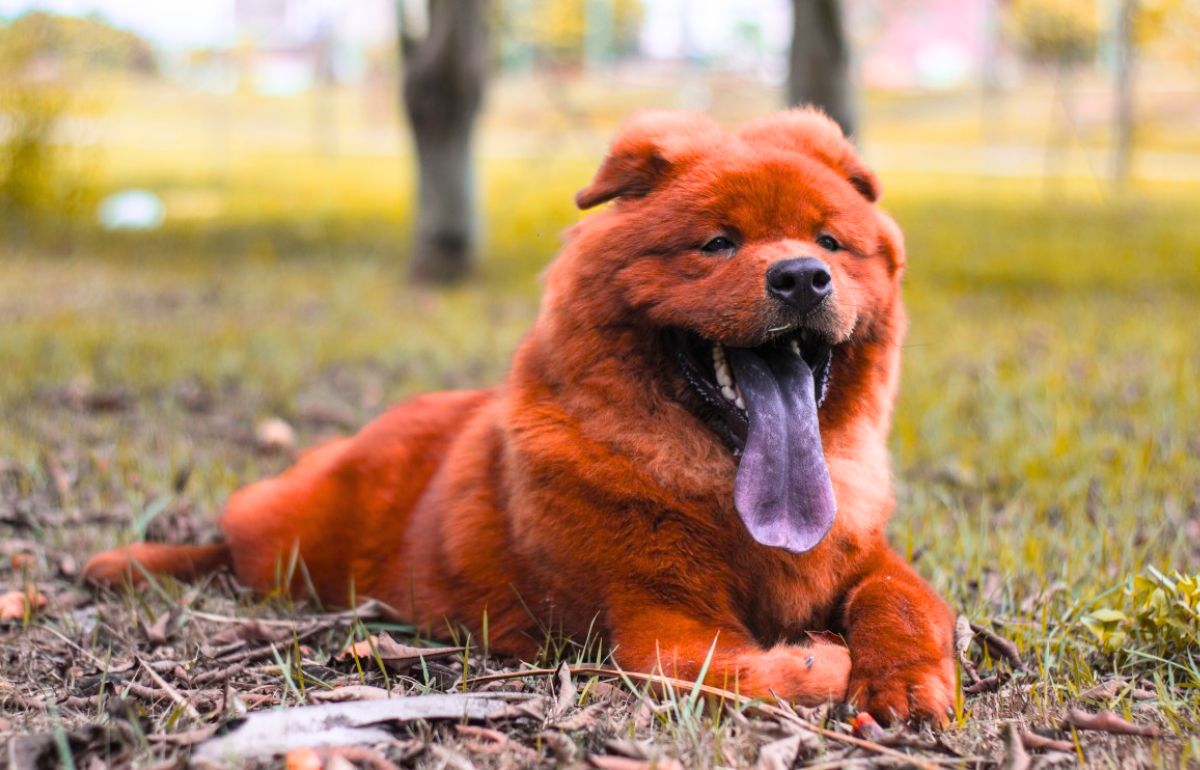 13 Adorable Chinese Dog Breeds That Capture Hearts At Home!