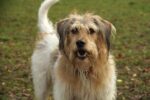 6 Iconic Mexican Dog Breeds - Explore Mexico's Furry Legacy.