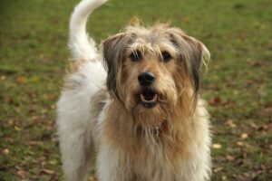 6 Iconic Mexican Dog Breeds - Explore Mexico's Furry Legacy.